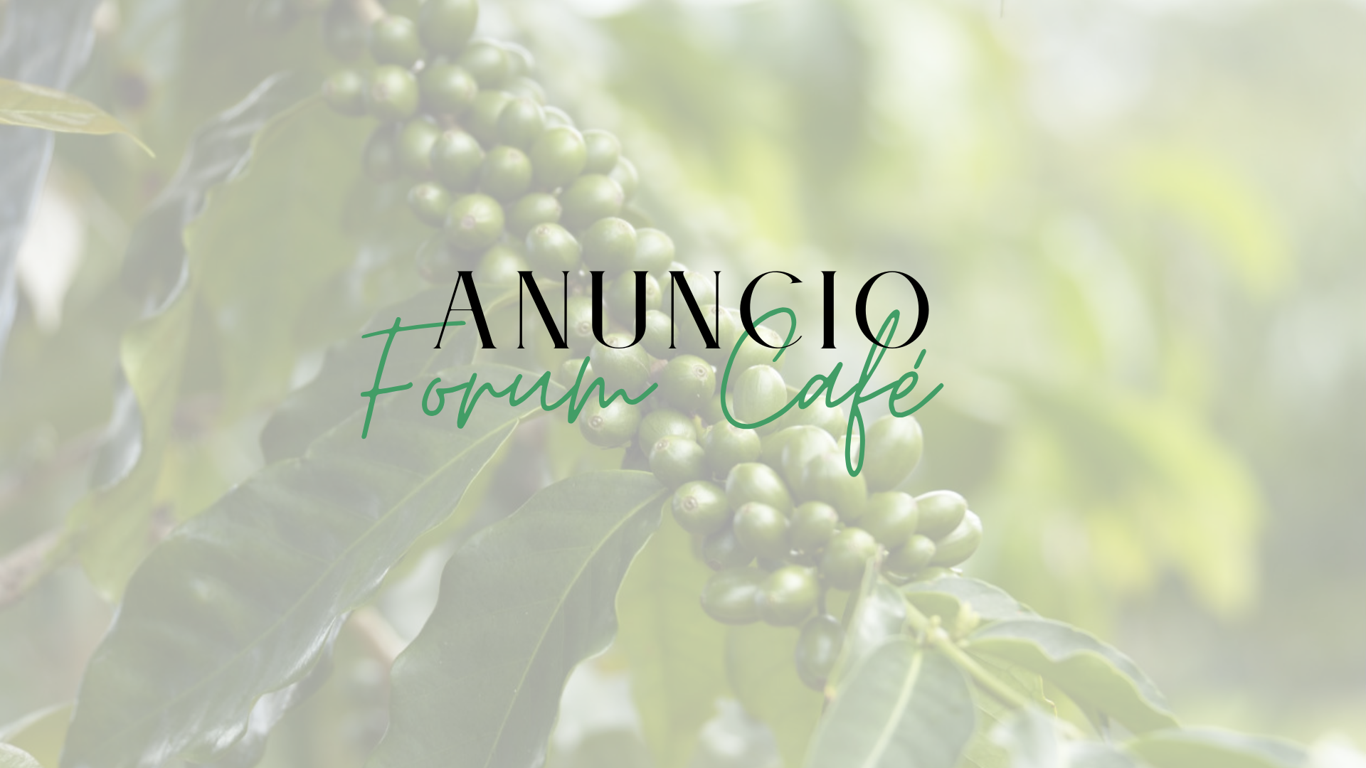 Revista Forum Café - Pergamino Coffee